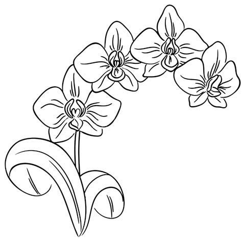 Desenhos de Orquídea para colorir Pop Lembrancinhas