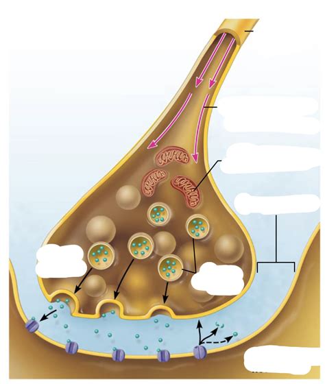 Structure Of A Typical Motor Neuron Diagram Quizlet