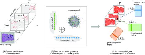 imputation of spatial transcriptomes by graph regularized tensor download scientific diagram