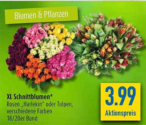 Xl Schnittblumen Angebot Bei Diska 1Prospekte De