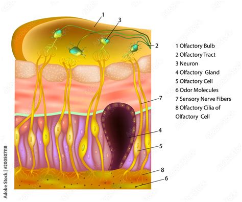 Visual Anatomy