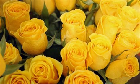 Flores amarillas Por qué se regalan en Septiembre