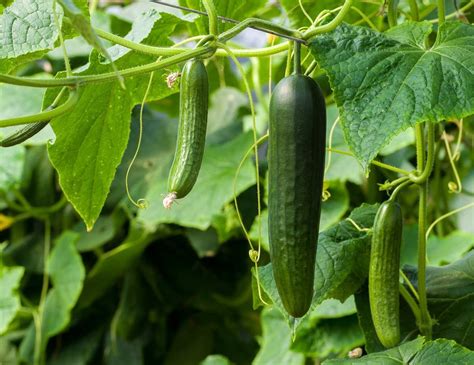 Quelles plantes associer avec les concombres Liste complète pour