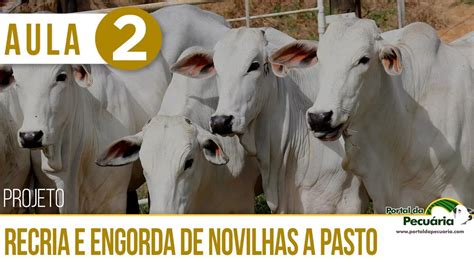 Projeto De Recria E Engorda De Novilhas A Pasto Aula 2 YouTube