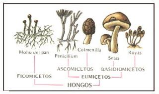 Biología y Ciencias Naturales 2 0 Todo sobre hongos