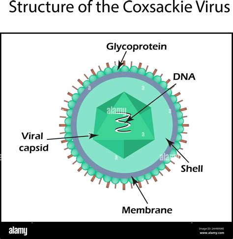 La estructura de los virus Coxsackie Enterovirus La infografía