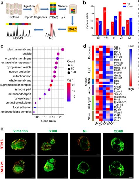 Figure From Fibroblast Exosomal Tfap C Induced By Chitosan