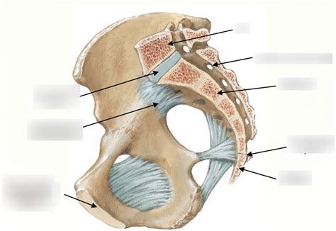 2The Articulated Pelvis Diagram Quizlet