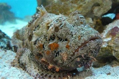 10 Des Poissons Les Plus Dangereux Au Monde Voleni