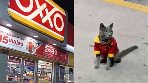 Captan A Gatito Con Uniforme Del Oxxo Y Se Vuelve Viral VIDEO