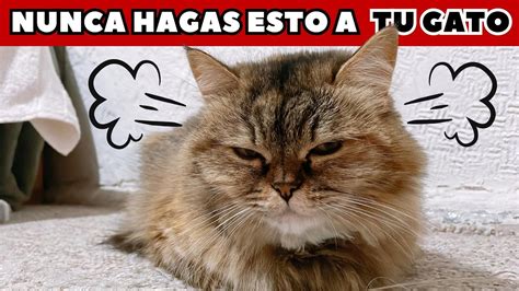 Evita Estos 15 Errores Comunes Al Cuidar A Tu Gato Mascotario