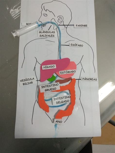 Aparato digestivo para niños aprender el sistema digestivo pdf Artofit