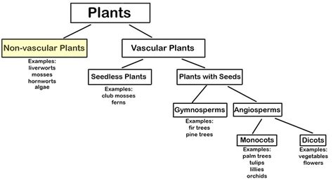Non Vascular Plants