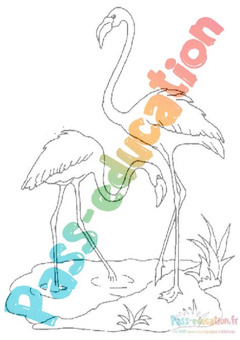 Coloriage Gratuit Flamant Rose Pdf Imprimer