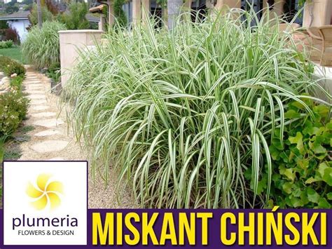 Miskant chiński Cabaret sadzonka niska cena Plumeria pl