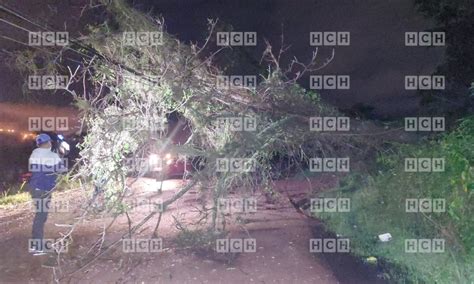 Vetusto árbol cae sobre transitable calle de la colonia Sagastume y