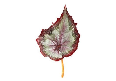Sticker Feuille Rouge Le Monde Du Stickers Fr
