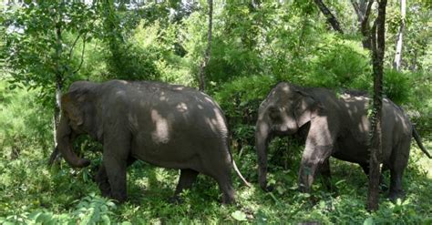 New Initiative And Events To Celebrate World Elephant Day Launching