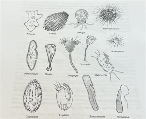 Biol Unit Lab Spec Flashcards Quizlet