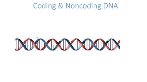 Showing Coding Noncoding DNA Animation YouTube