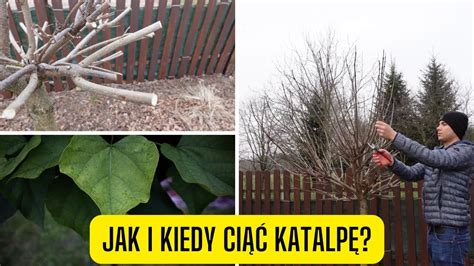Jak i kiedy ciąć Katalpę co z Catalpą po zimie YouTube