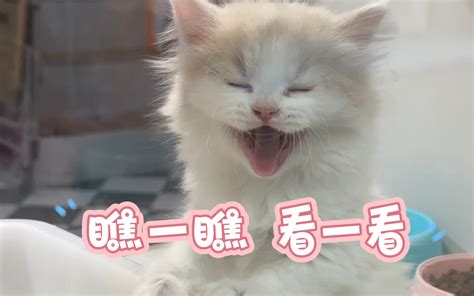 猫 bilibili B站 无水印视频解析YIUIOS易柚斯