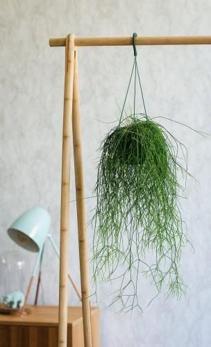 Kaktus Wiszący Rhipsalis Prismatica 40cm P14 Patyczak Ceny i opinie