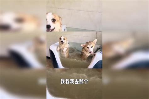 搞笑视频太不容易了一狗耕了三亩地 我们家的小狗狗 狗子的日常 专治不开心 视频 开心