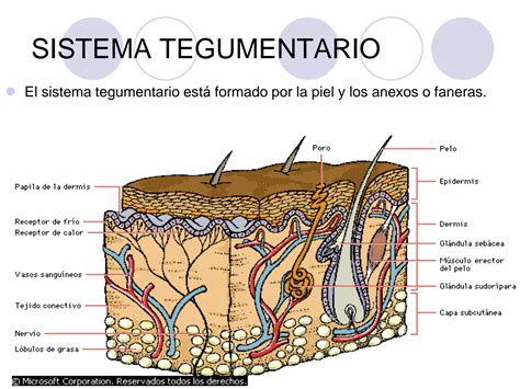 SOLUTION Clase 2 Sistema Tegumentario Studypool