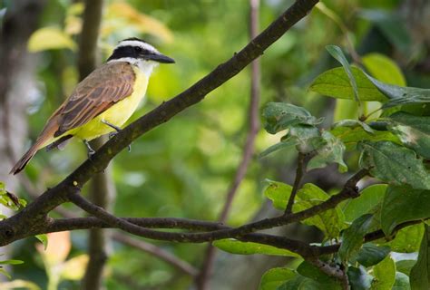 Darmowe Zdjęcia Natura gałąź dzikiej przyrody dziób lot fauna