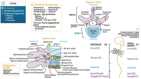 Spinal Cord Neuroanatomy