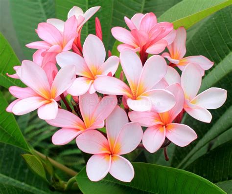 Pink Frangipani Plumeria Flowers Stock Photo Image Of Gorgeous
