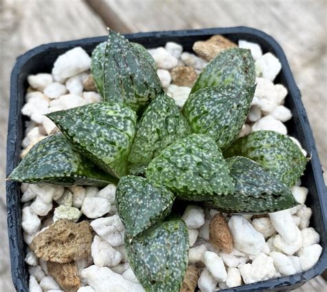 SHPR10981 Haworthia Picta Best Selection Cactus Online