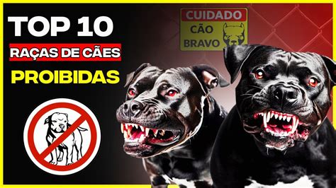 Das Ra As De Cachorro Mais Perigosas E Proibidas Do Mundo Youtube