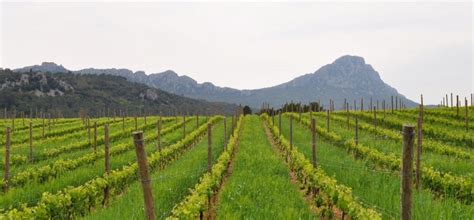 Domaine De L Hortus Pic Saint Loup La Violette Mauve