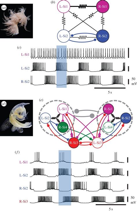 evolution of central pattern generators and rhythmic behaviours philosophical transactions of