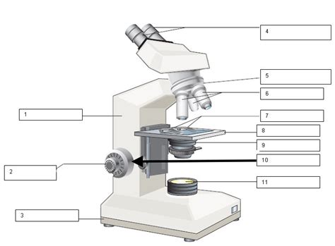 Labeled Microscope Diagram Quizlet