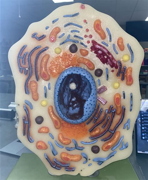 Cell Model Diagram Quizlet