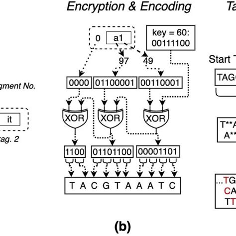 dna steganography workflow a payload fragmentation b fragment download scientific