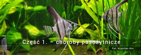 Choroby Ryb W Akwarium Objawy I Leczenie Cz Choroby