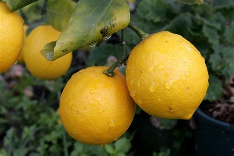 EN QUÉ ÉPOCA CÓMO Y CUÁNDO DEBES INJERTAR UN LIMONERO