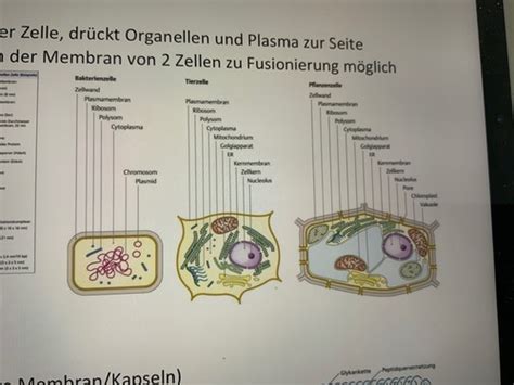 Zellbiologie Karteikarten Quizlet