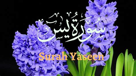 Yaseen Yaseen Sharif Surah Yasin Full With Arabic Text Surat
