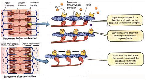Diagram Of Actin And Myosin In Muscle Cell