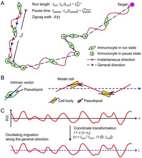 zigzag generalized lévy walk the in vivo search strategy of immunocytes