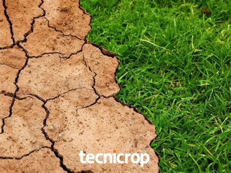 Etanol para proteger a las plantas frente a la sequía Tecnicrop