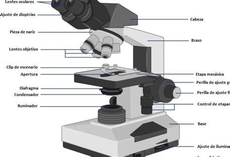Diafragma De Iris En Microscopio Todo Lo Que Necesitas Saber