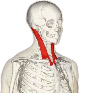 Musculature Actions About The Neck Diagram Quizlet