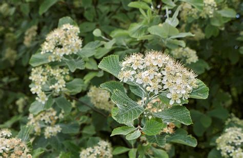 Arbres à fleurs blanches 12 variétés pour votre jardin
