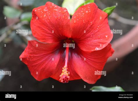 Hibiscus Brackenridgei Is The State Flower Of Hawaii Hi Res Stock